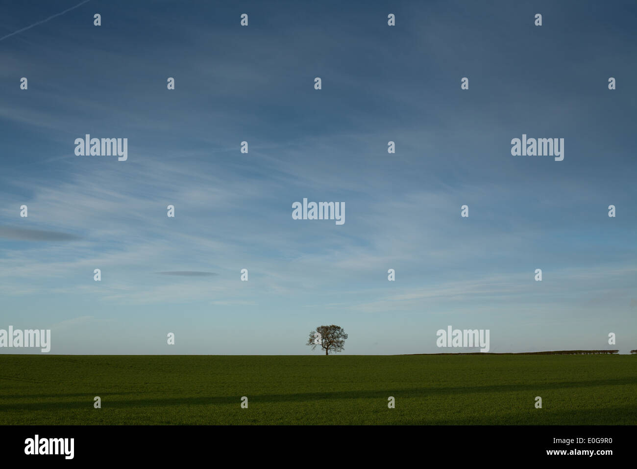 Single tree on horizon hi-res stock photography and images - Alamy