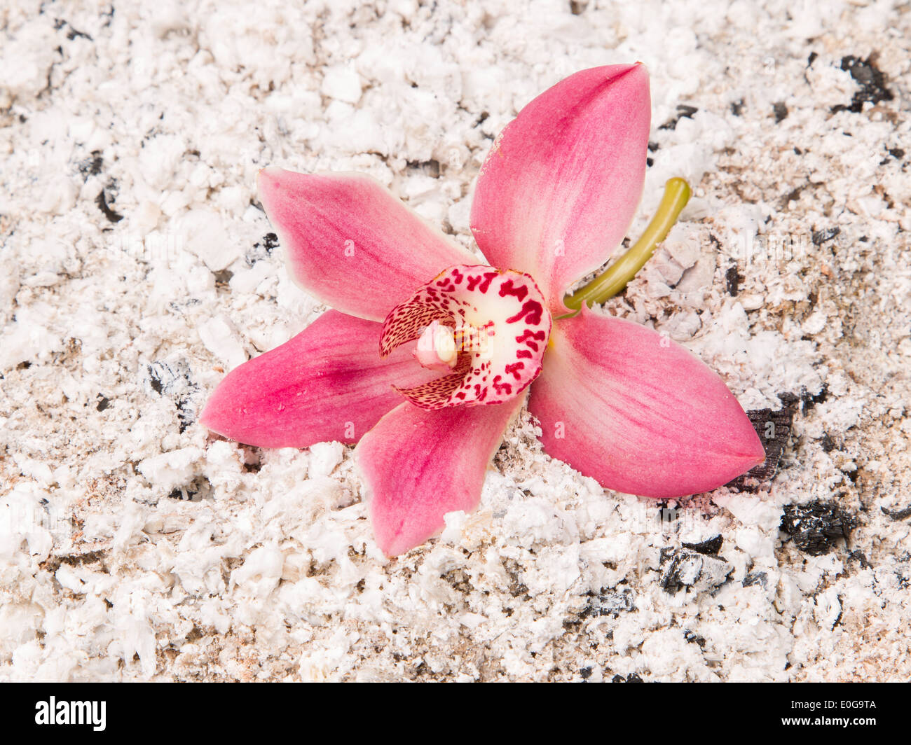 Phalaenopsis, colorful pink orchid on ash background Stock Photo - Alamy