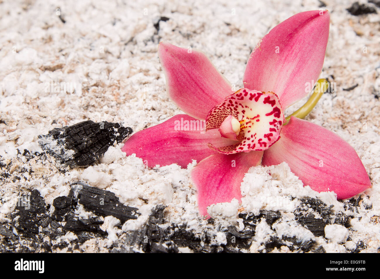 Phalaenopsis, colorful pink orchid on ash background Stock Photo - Alamy