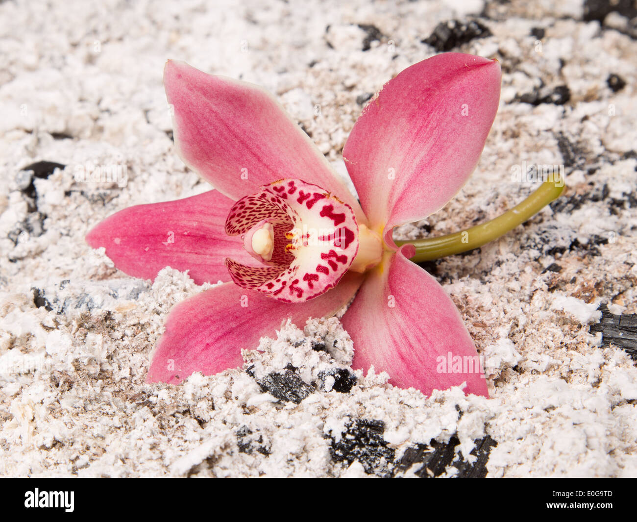 Phalaenopsis, colorful pink orchid on ash background Stock Photo - Alamy