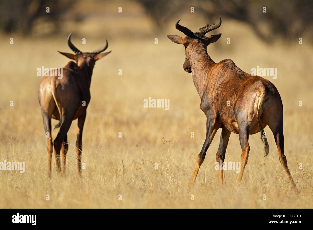 Common tsessebe (Damaliscus lunatus ssp. lunatus), Polokwane game ...