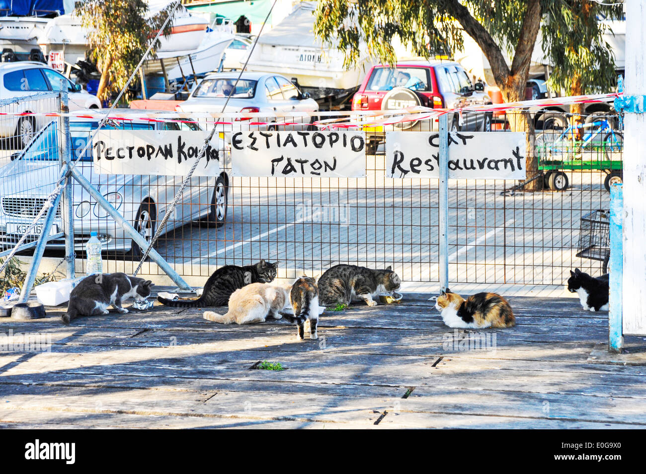 Restaurant cats hi-res stock photography and images - Alamy