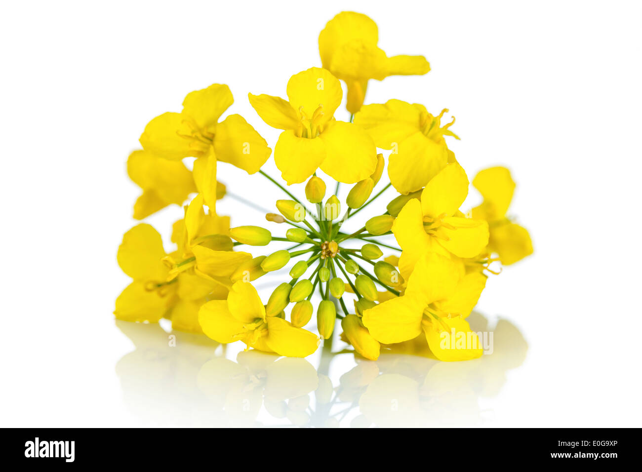 Rapeseed flower on white background. Brassica napus blossom Stock Photo ...
