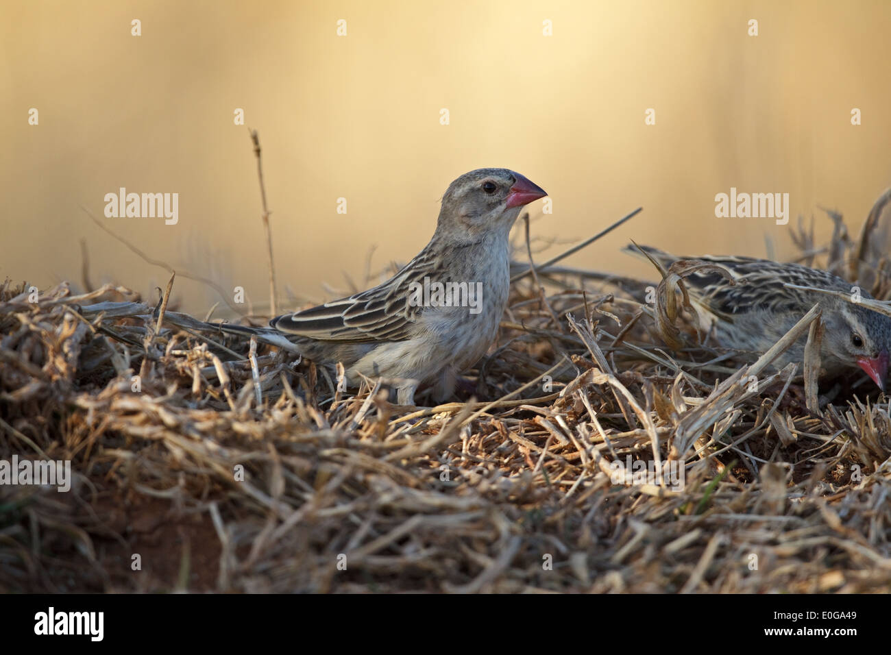 Red-billed Quelea (Quelea quelea) two sitting on the ground. Polokwane ...