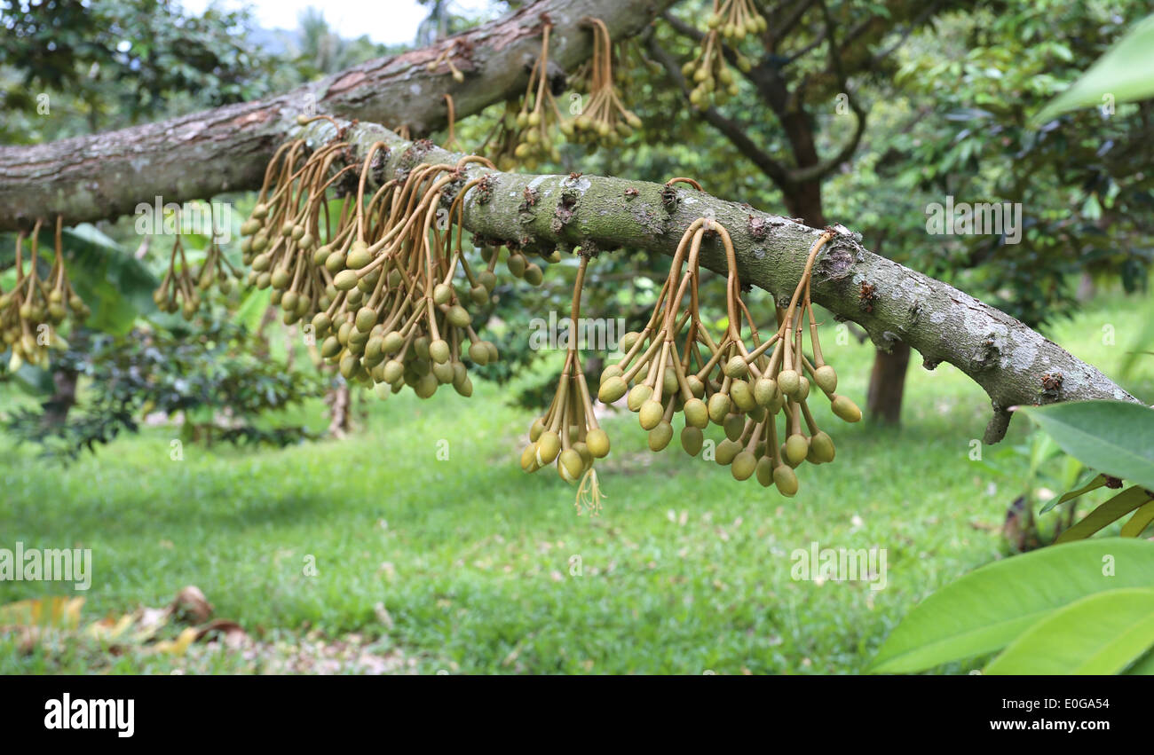 Fruit growing on a tree hi-res stock photography and images - Alamy