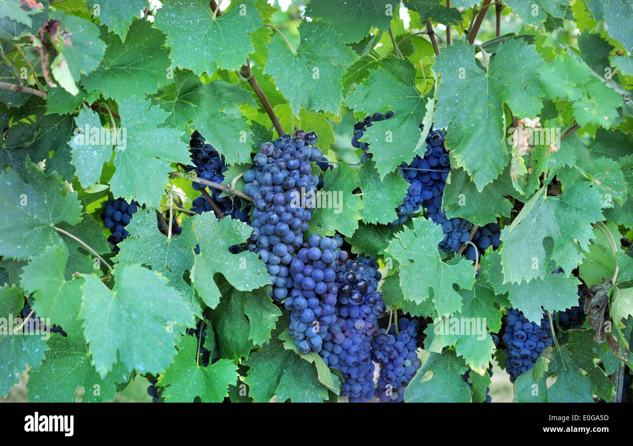 Bunch of grapes in a vineyard Stock Photo - Alamy