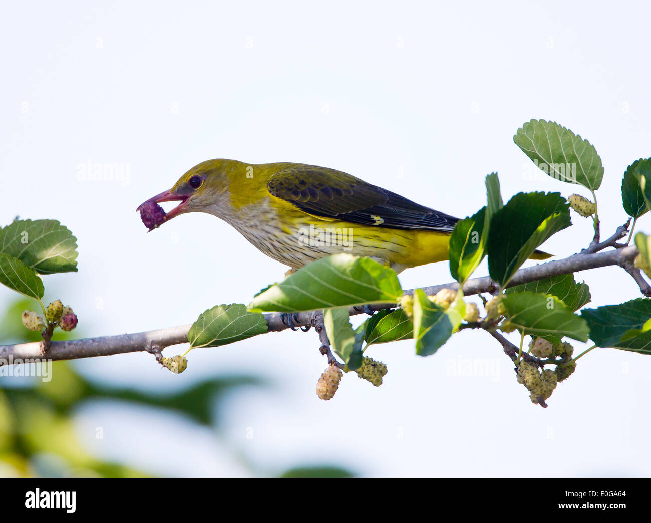 Golden Oriole Oriolus oriolus Phasouri Cyprus May Stock Photo - Alamy