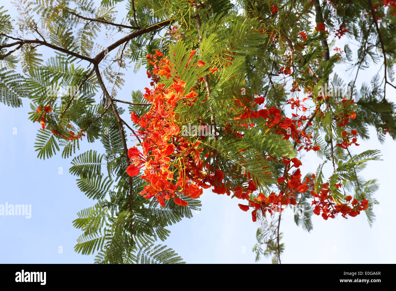 Tree in the jungle Stock Photo - Alamy