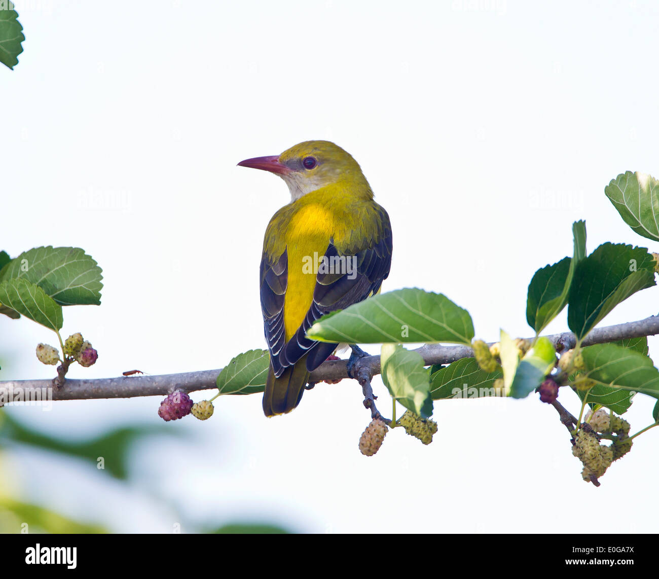 Golden Oriole Oriolus Oriolus High Resolution Stock Photography and ...