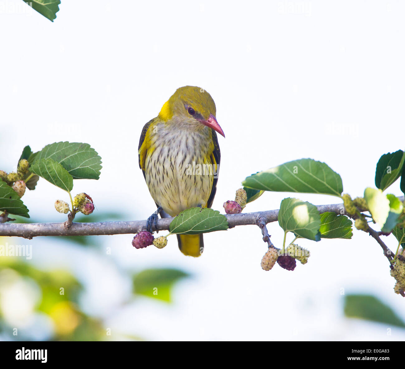 Golden Oriole Oriolus oriolus Phasouri Cyprus May Stock Photo - Alamy