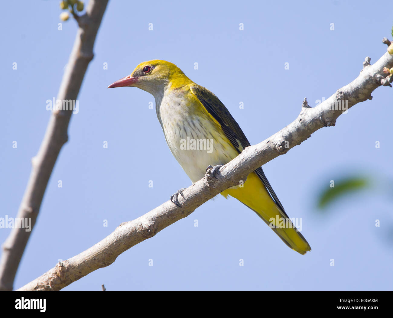 Golden Oriole Oriolus oriolus Phasouri Cyprus May Stock Photo - Alamy