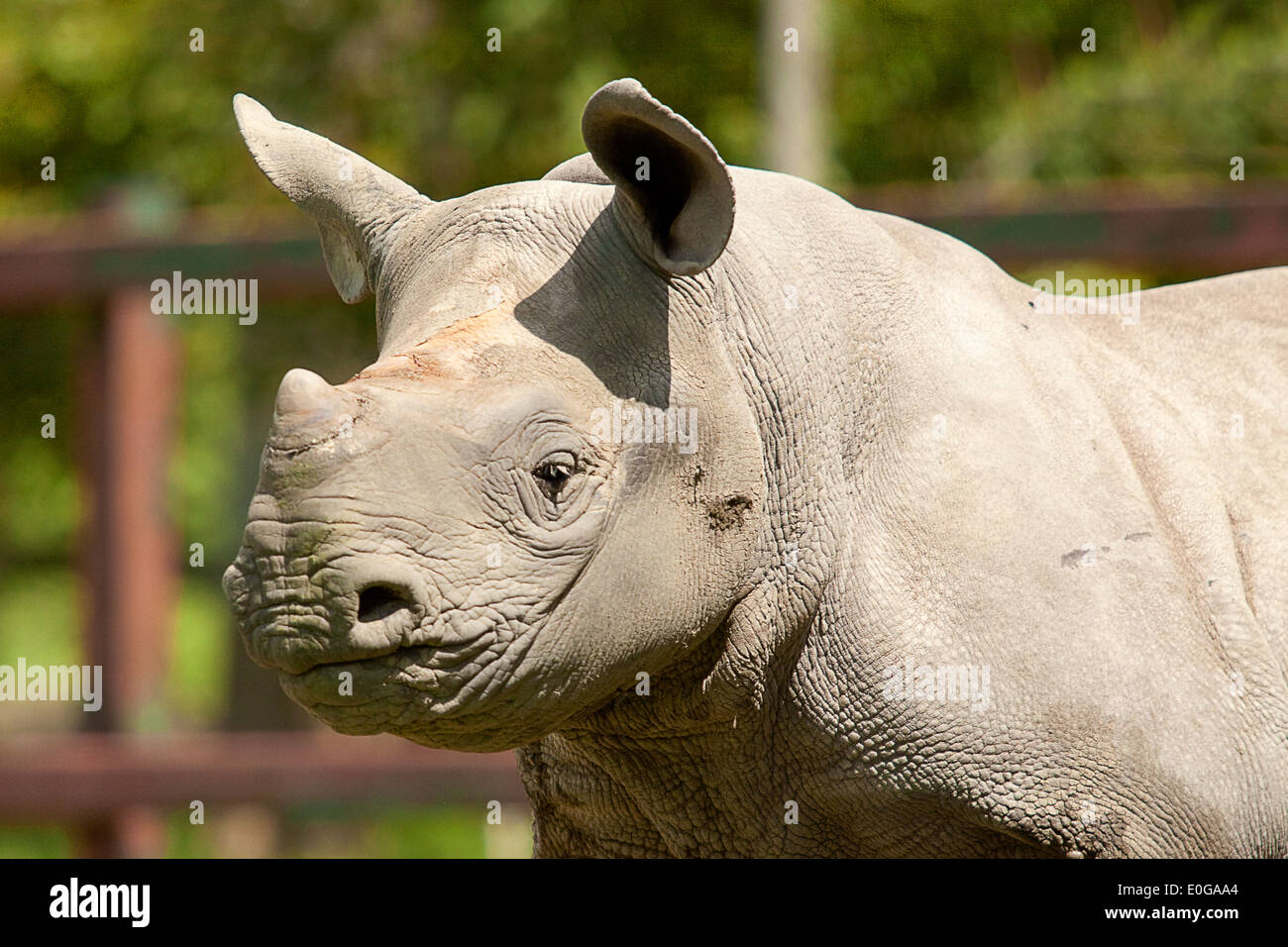 Young rhino hi-res stock photography and images - Alamy