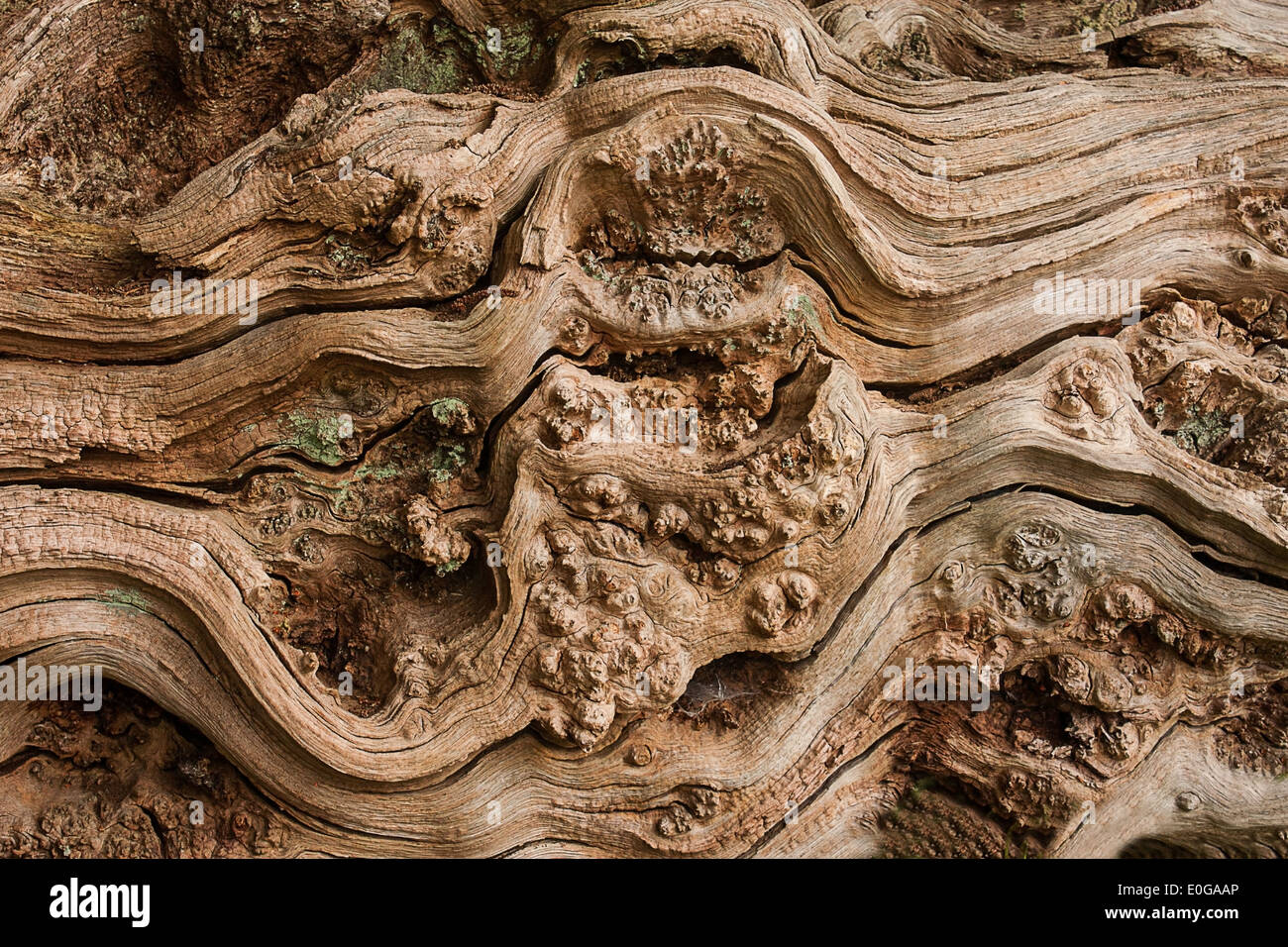 old and knotty timber Stock Photo - Alamy