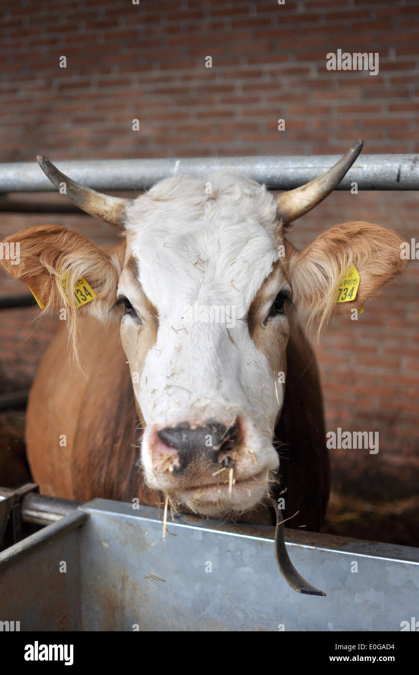 Cow in the barn Stock Photo - Alamy