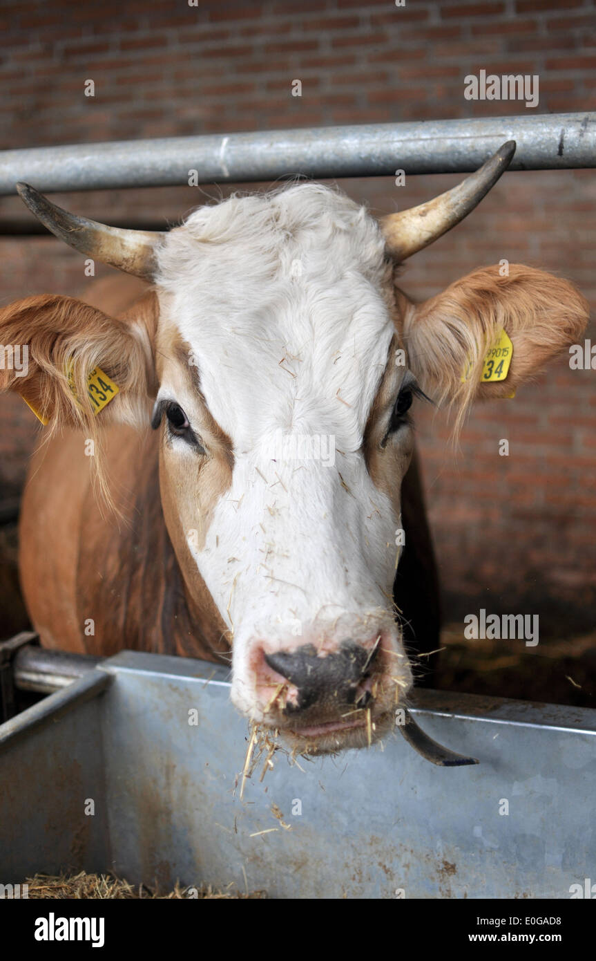 Cow in the barn Stock Photo - Alamy