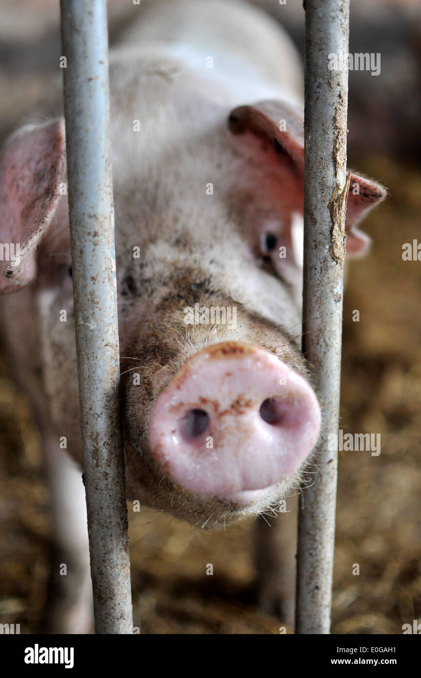 Pig in the pigsty Stock Photo - Alamy