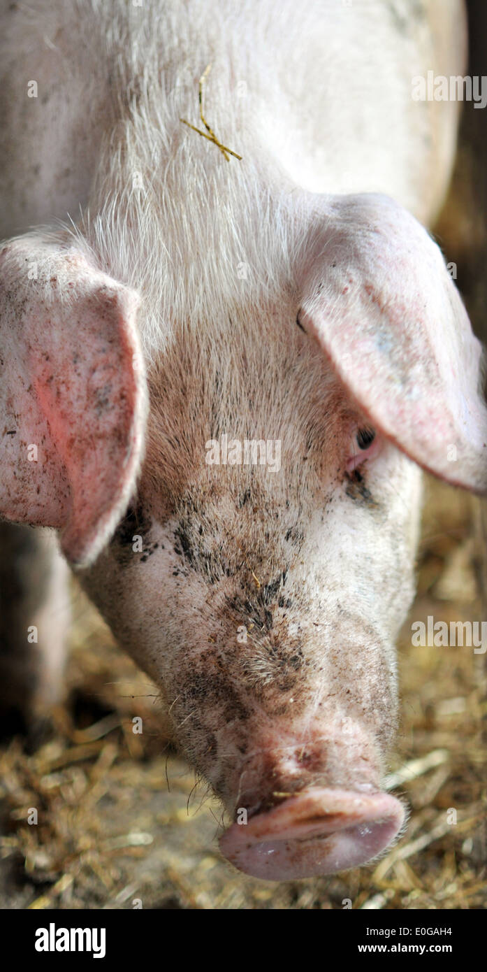 Pig in the pigsty Stock Photo - Alamy