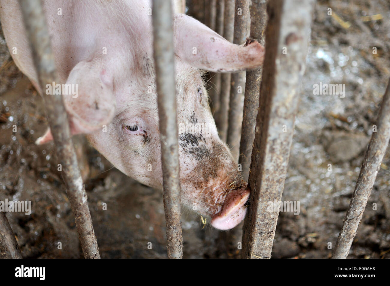 Pigsty hi-res stock photography and images - Alamy