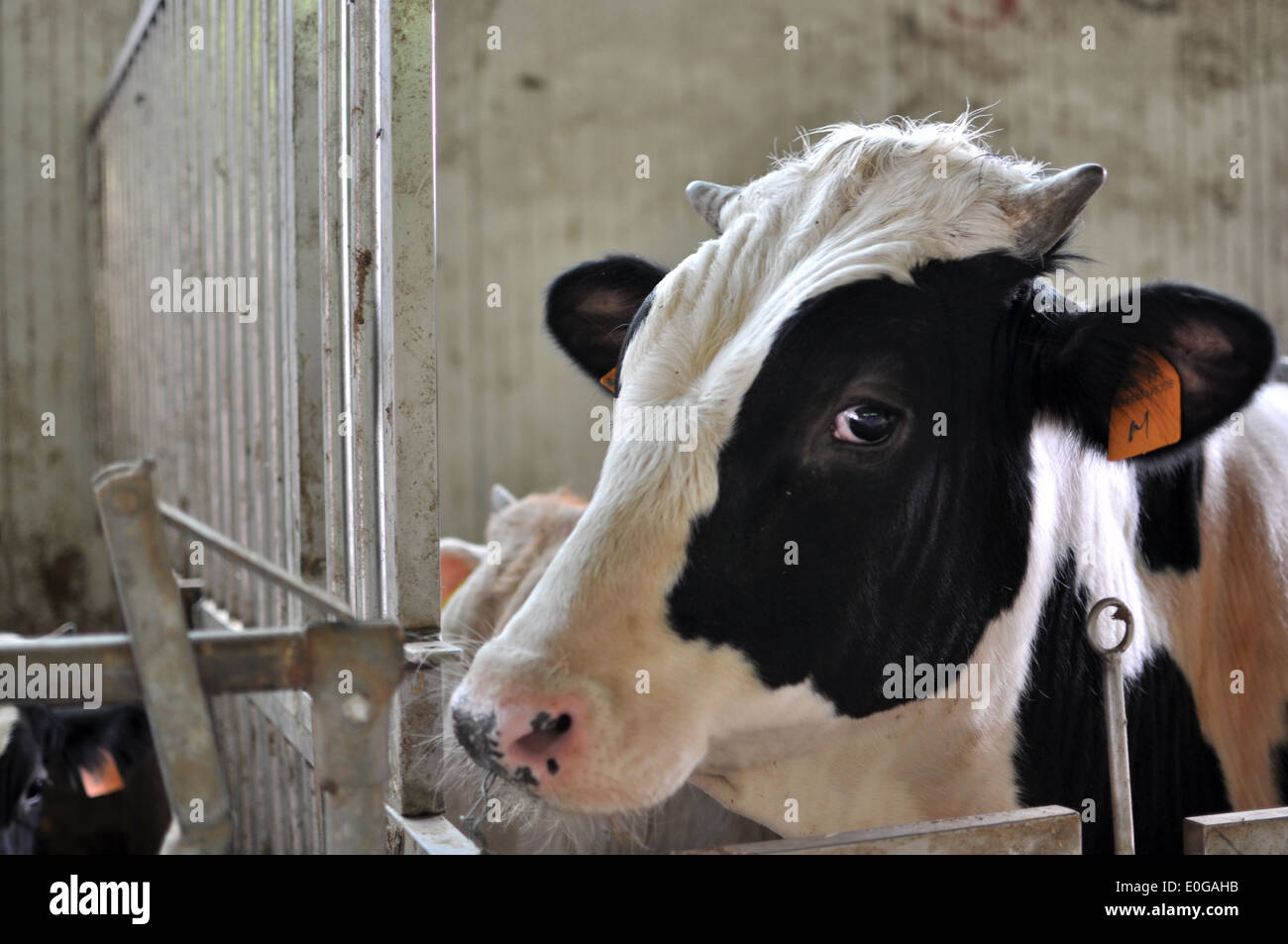 Cow in the barn Stock Photo - Alamy