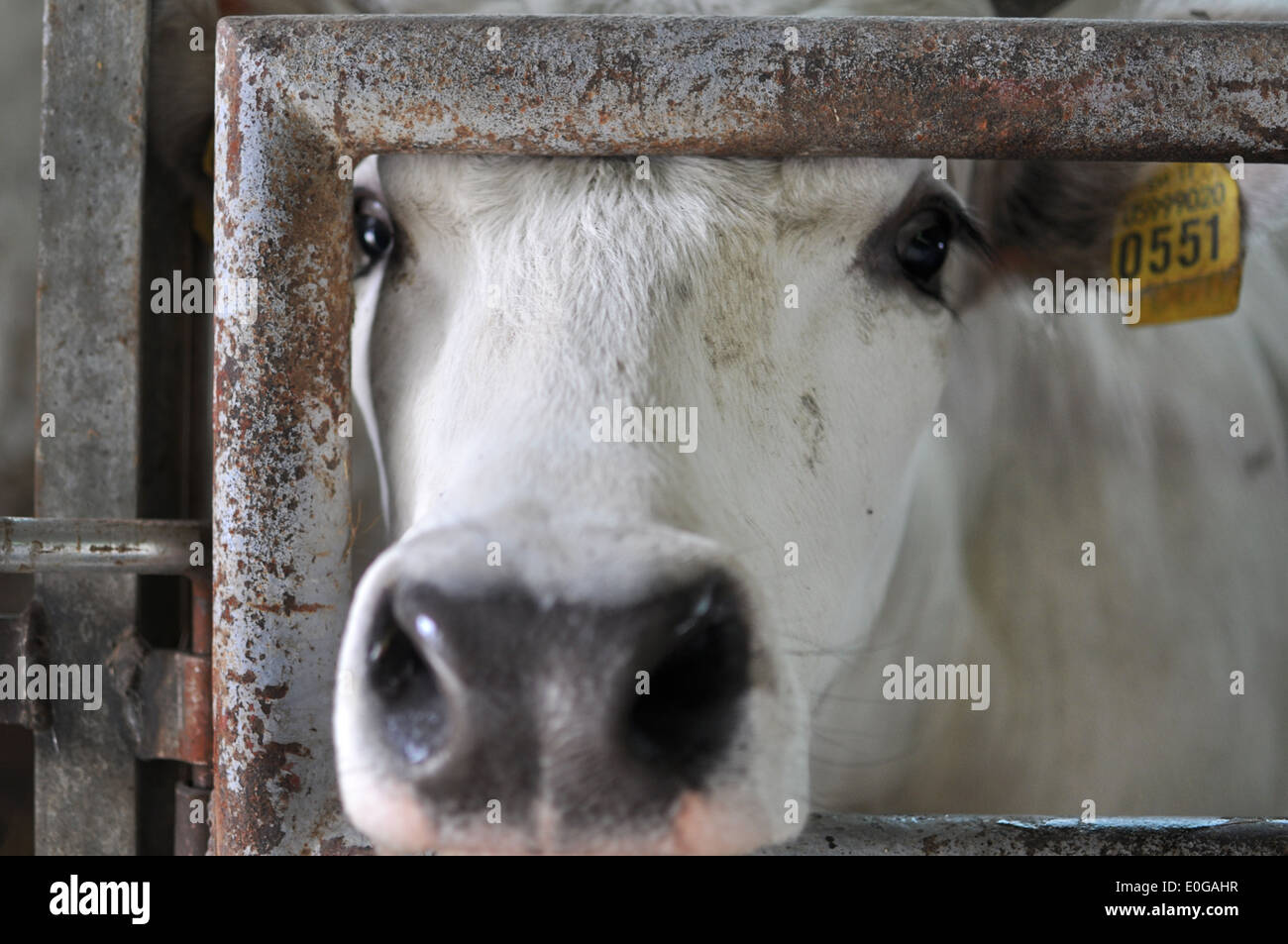Cow in the barn Stock Photo - Alamy