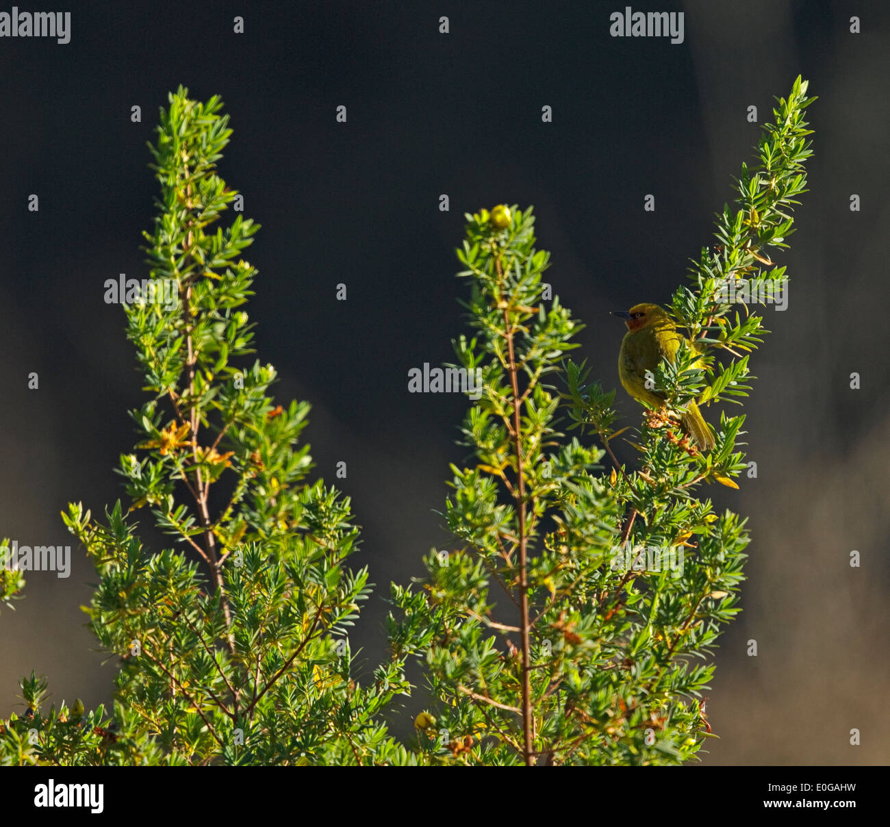 Spectacled Weaver (Ploceus ocularis), male Stock Photo - Alamy