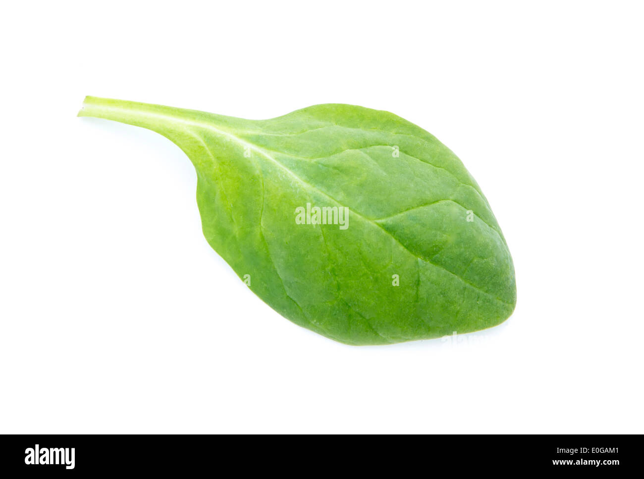 young fresh spinach leaf isolated on white background Stock Photo - Alamy