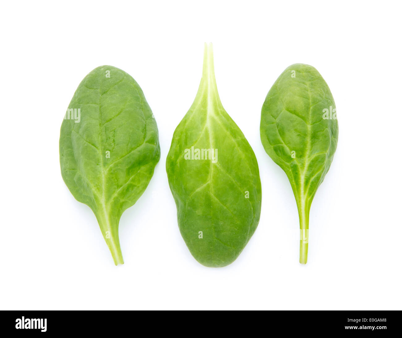 young fresh spinach leaves isolated on white background Stock Photo - Alamy