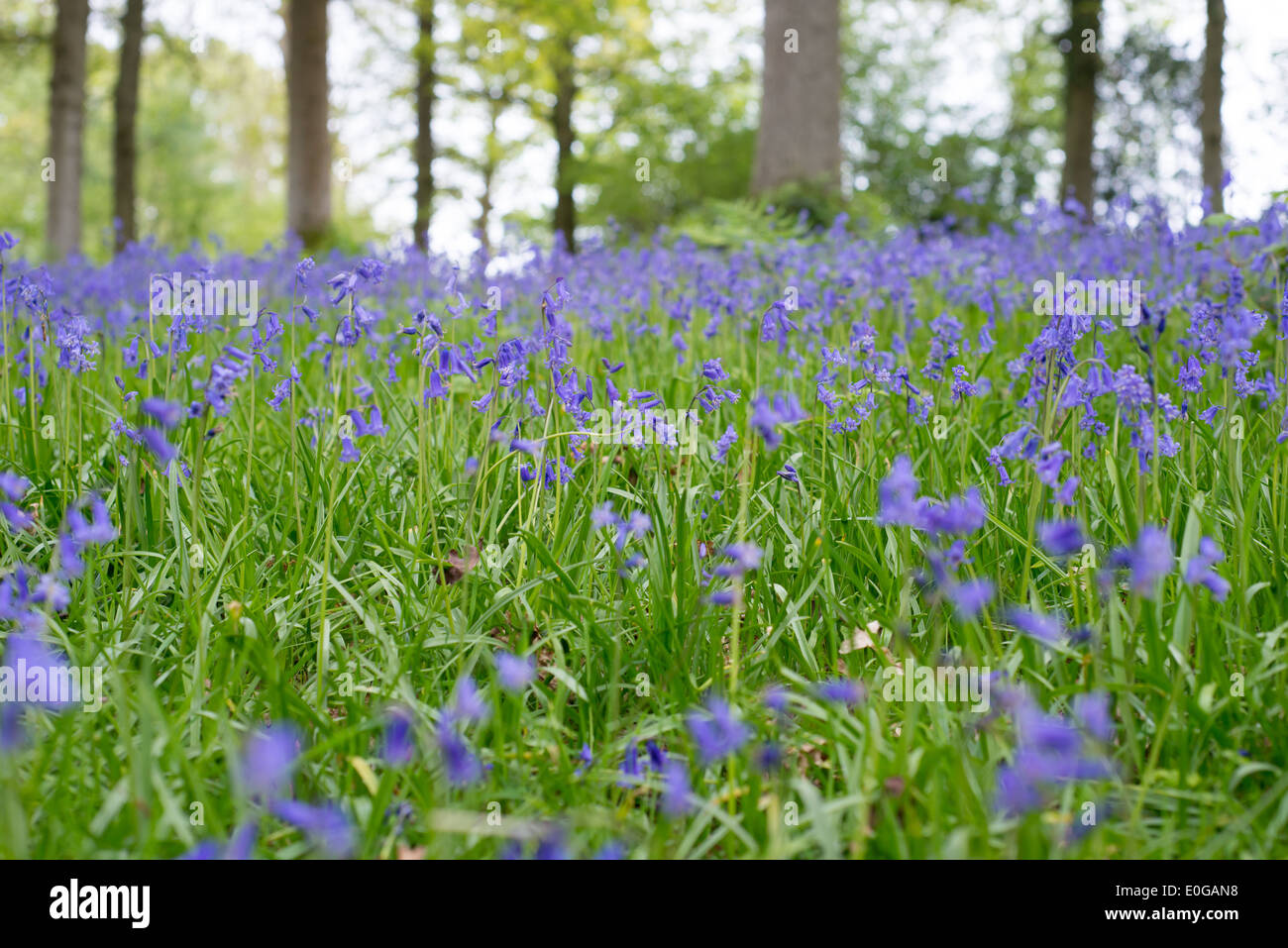 Bluebell woods kent hi-res stock photography and images - Alamy