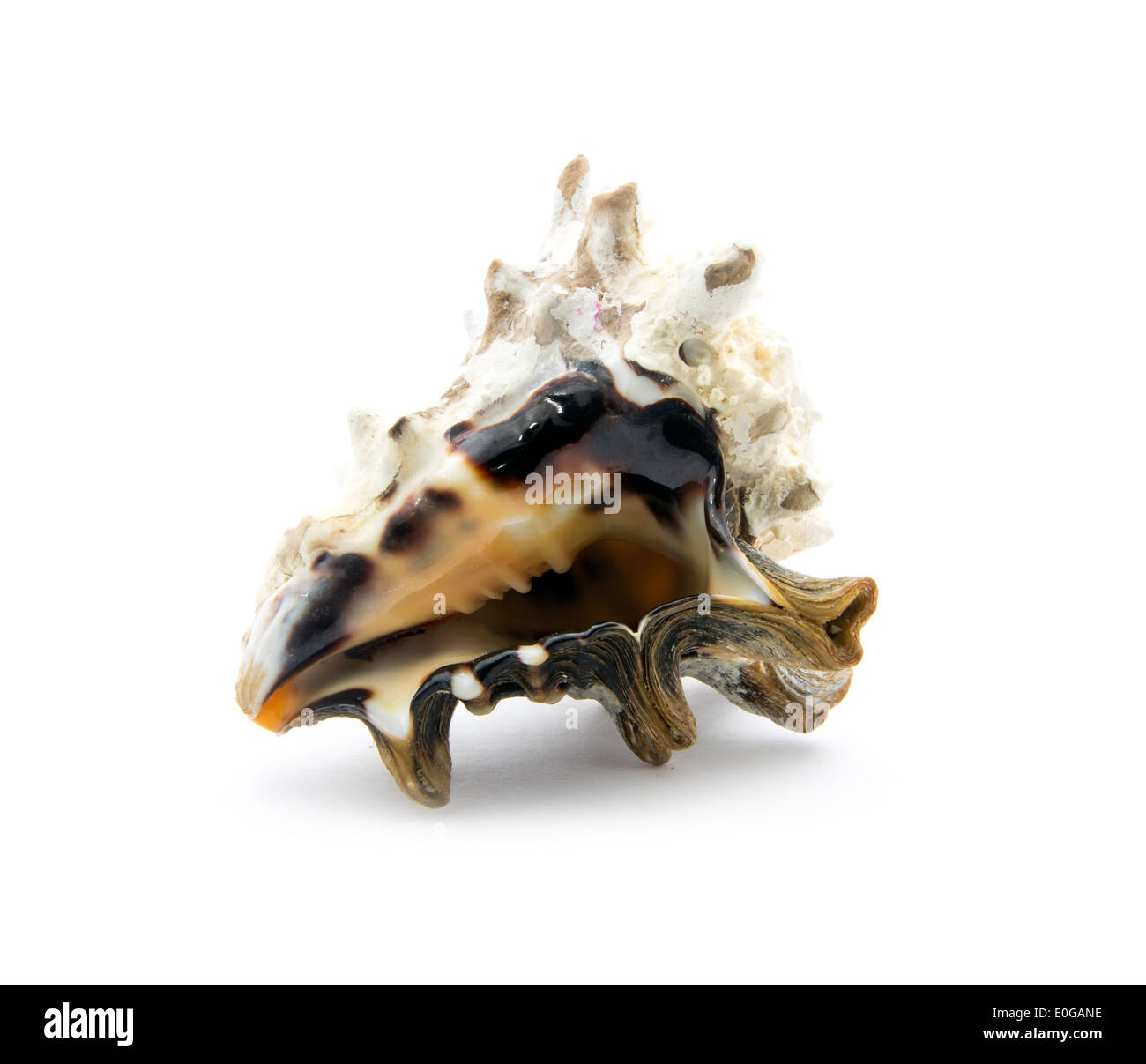 Clam shell on sand background hi-res stock photography and images - Alamy