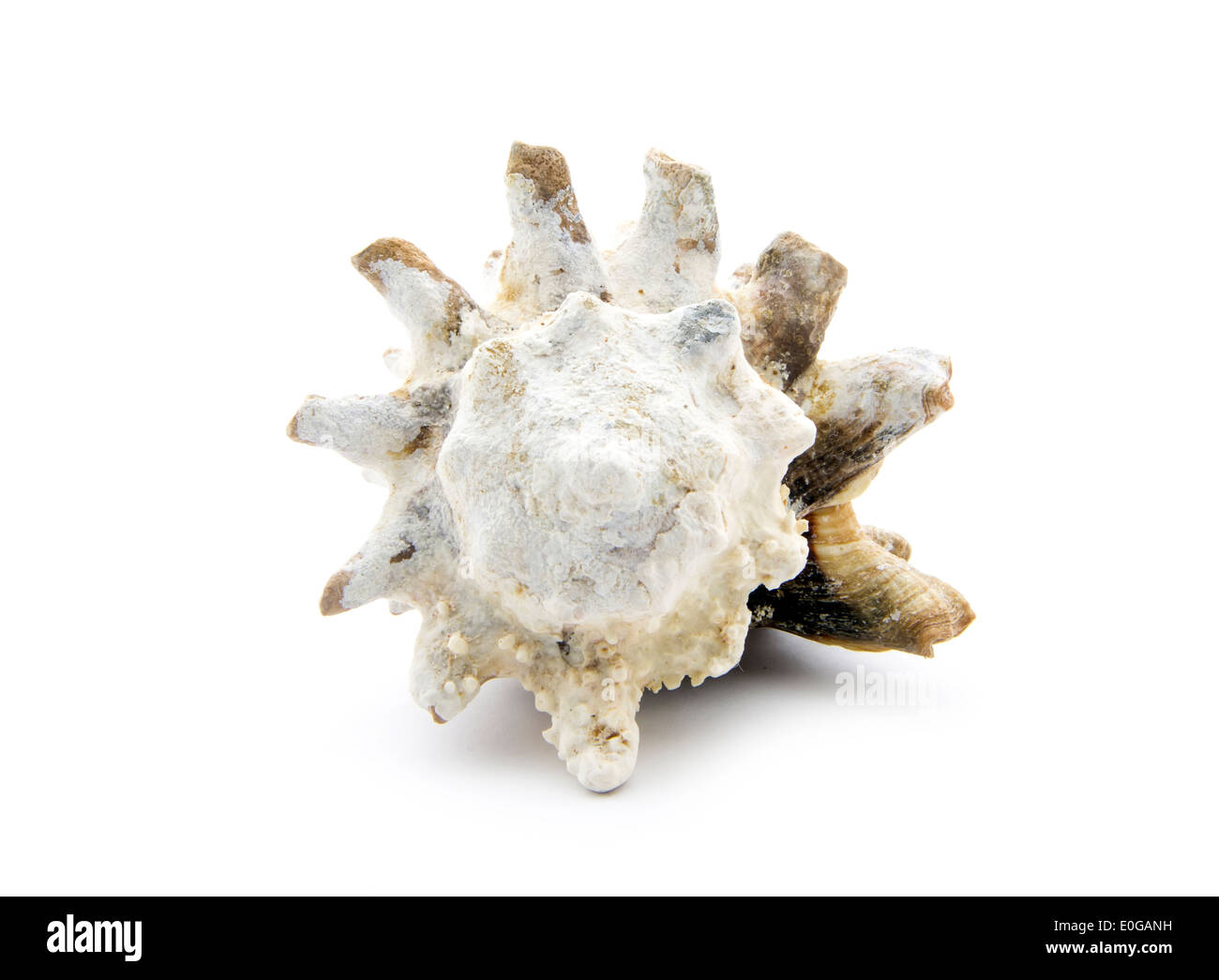 Clam Shell On Sand Background High Resolution Stock Photography and ...