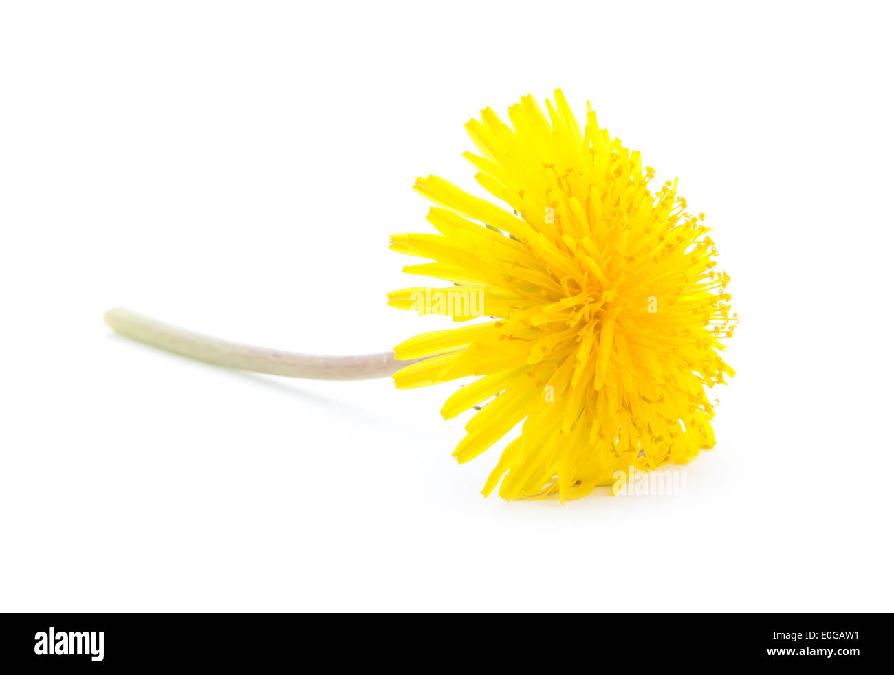 Simple yellow spring flower Cut Out Stock Images & Pictures - Alamy