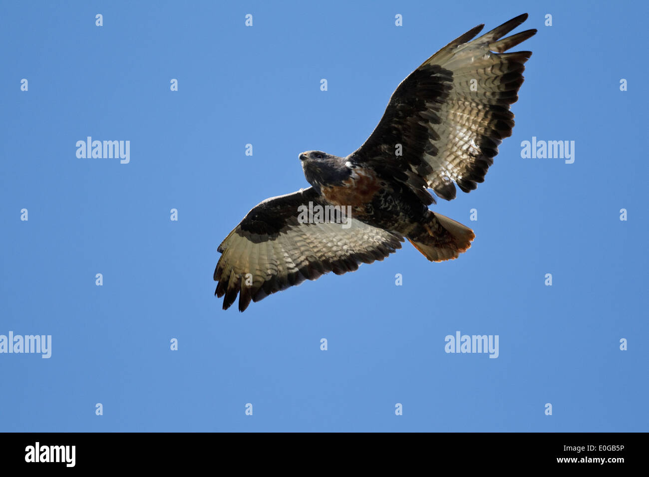 Jackal buzzard buteo rufofuscus hi-res stock photography and images - Alamy