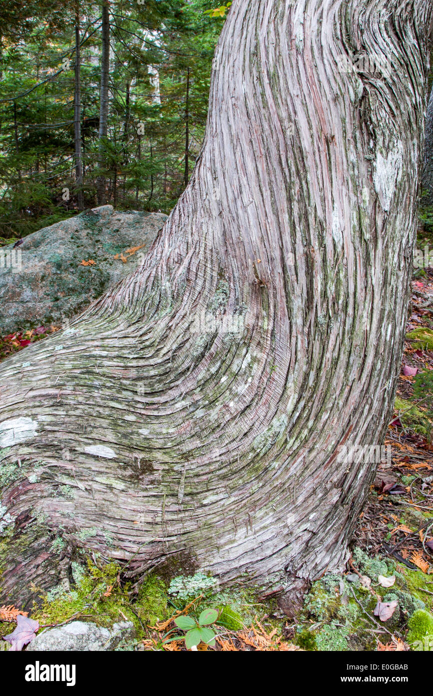 Tree whorls hi-res stock photography and images - Alamy