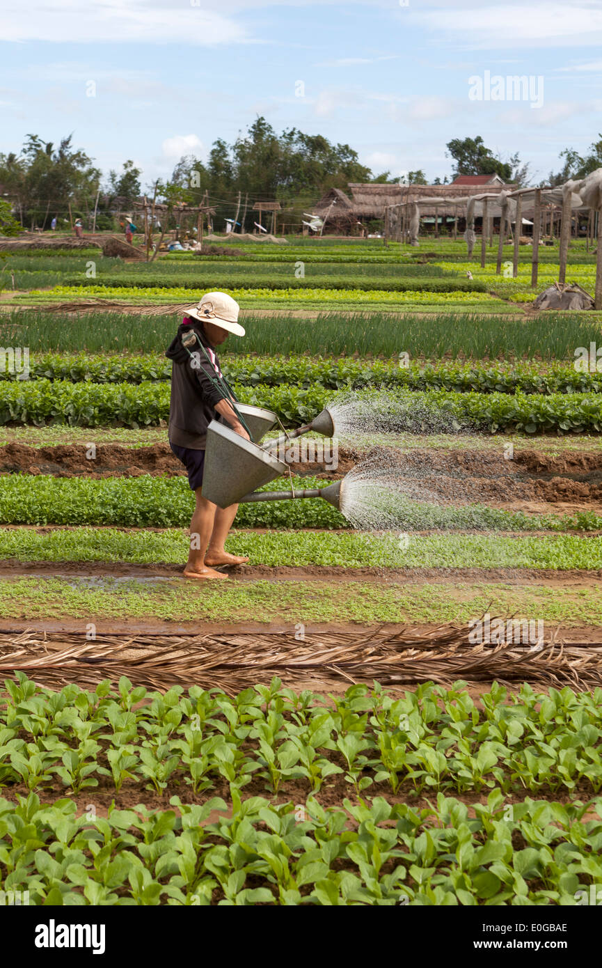 Watering crops cans hi-res stock photography and images - Alamy