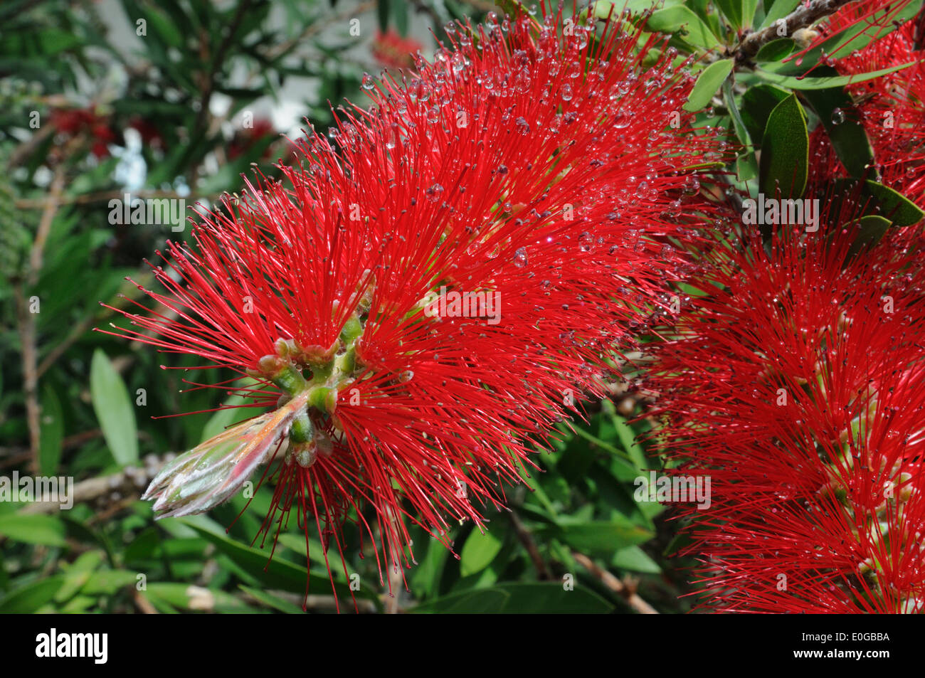 Droplets of water on Red Bottle bush flowers Stock Photo - Alamy