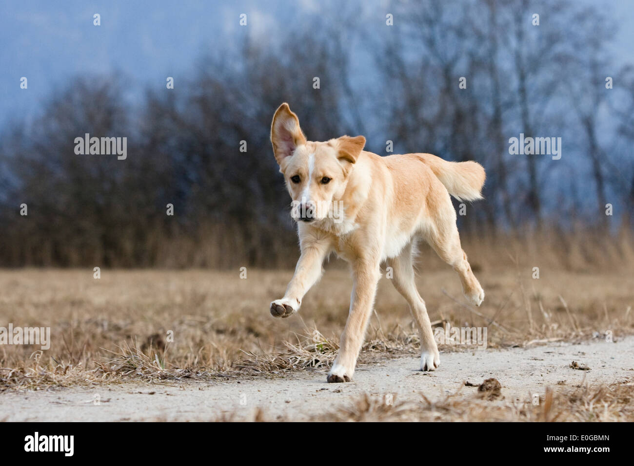 Fast running dogs hi-res stock photography and images - Alamy