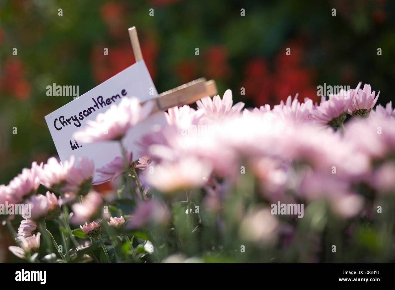 Pink mums hi-res stock photography and images - Alamy