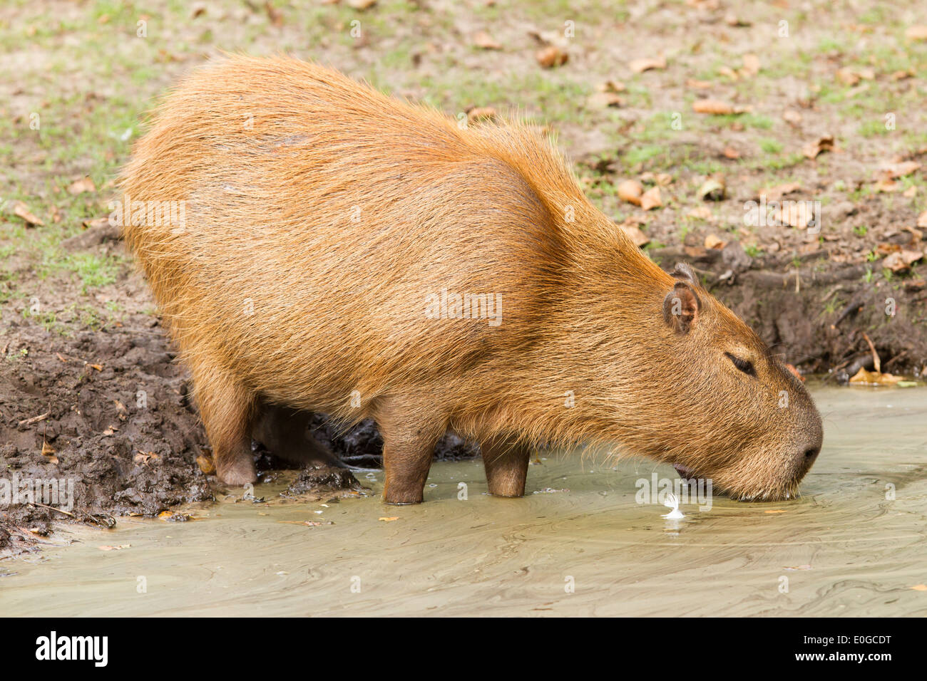 Capybara drinking hi-res stock photography and images - Alamy