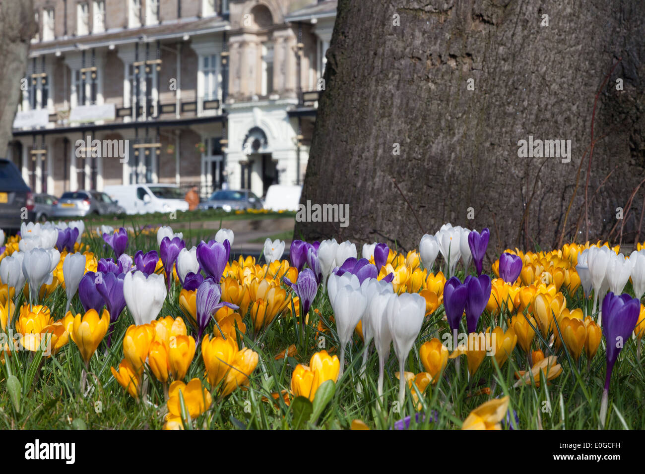 Crocus border in Harrogate Stock Photo - Alamy