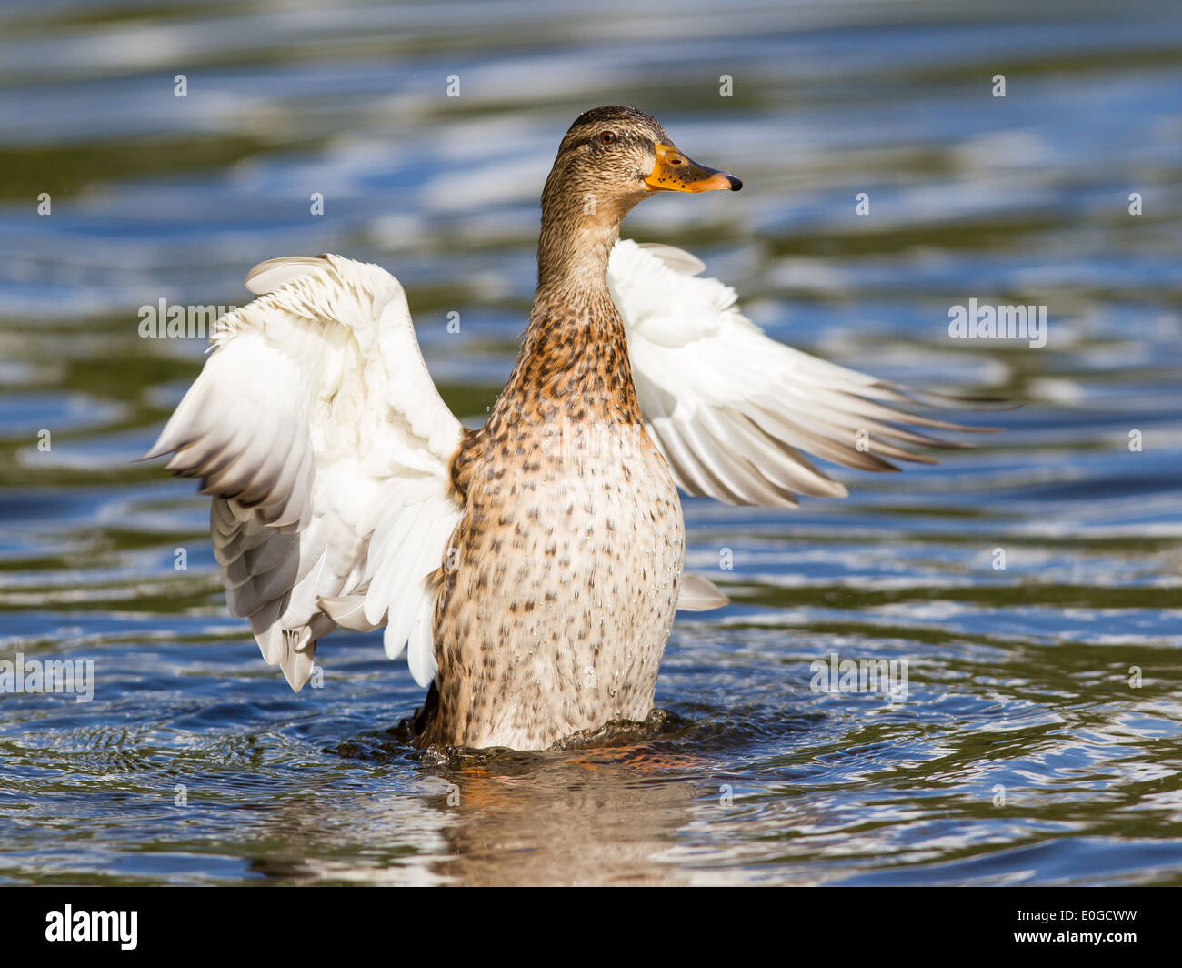 Female Mallard Duck washing her feathers in the water Stock Photo - Alamy
