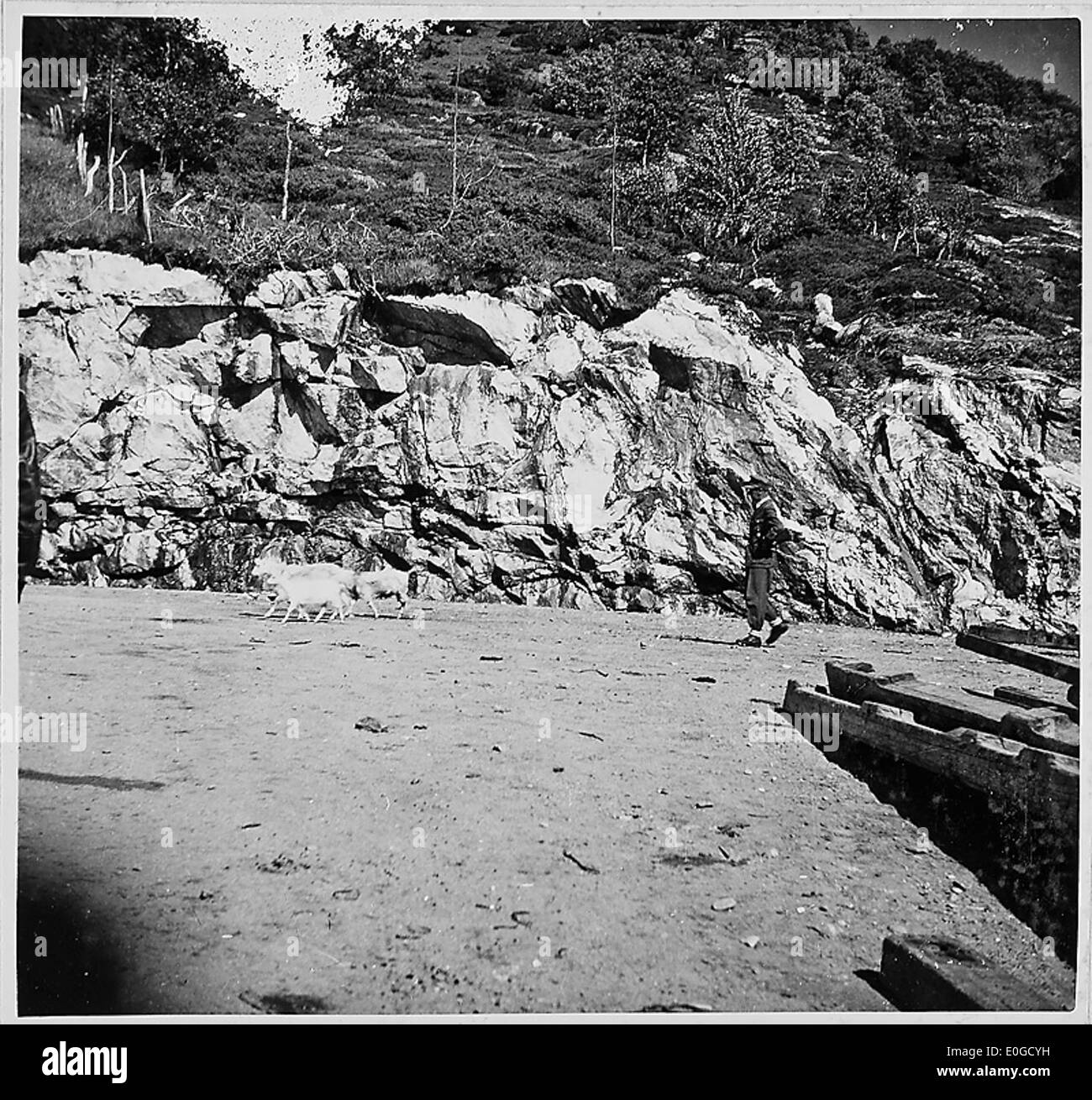 Animals nazi Black and White Stock Photos & Images - Alamy