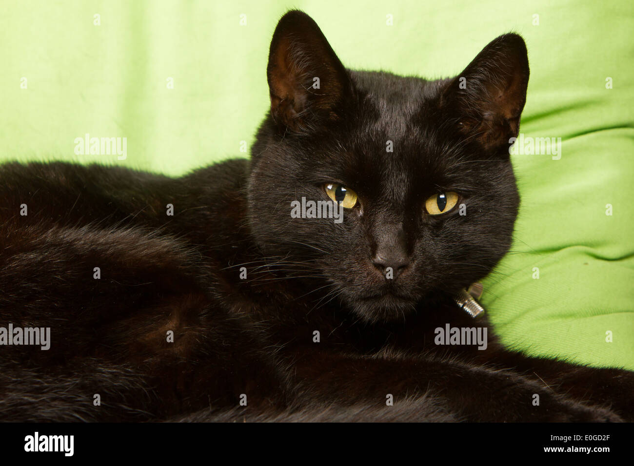 Black cat isolated sleeping on a couch Stock Photo - Alamy