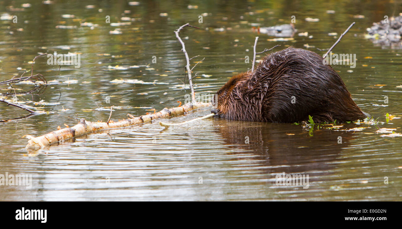Canadian beaver in the water isolated Holland Stock Photo - Alamy