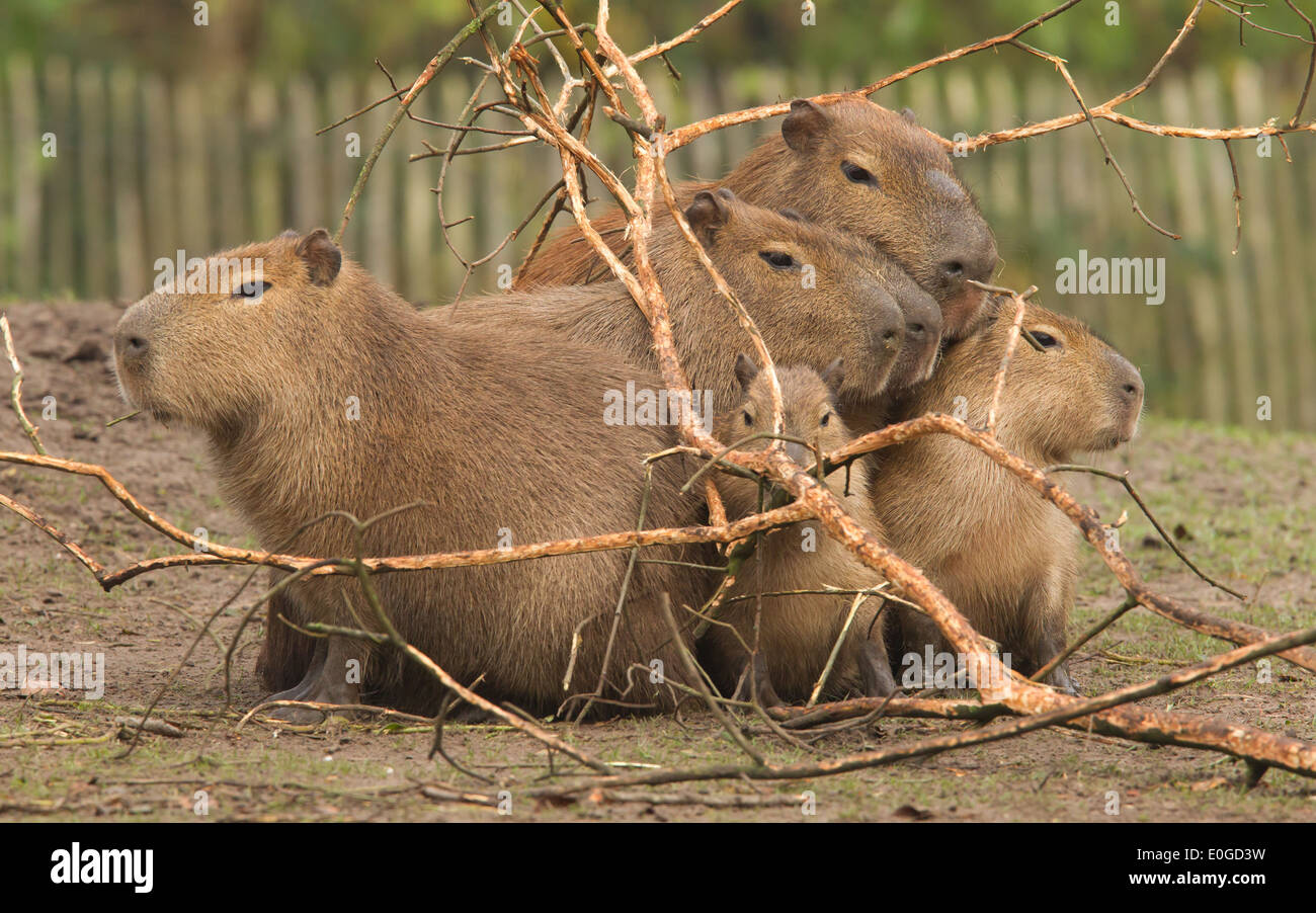 Capybara (Hydrochoerus hydrochaeris) covering behind a dead tree Stock ...
