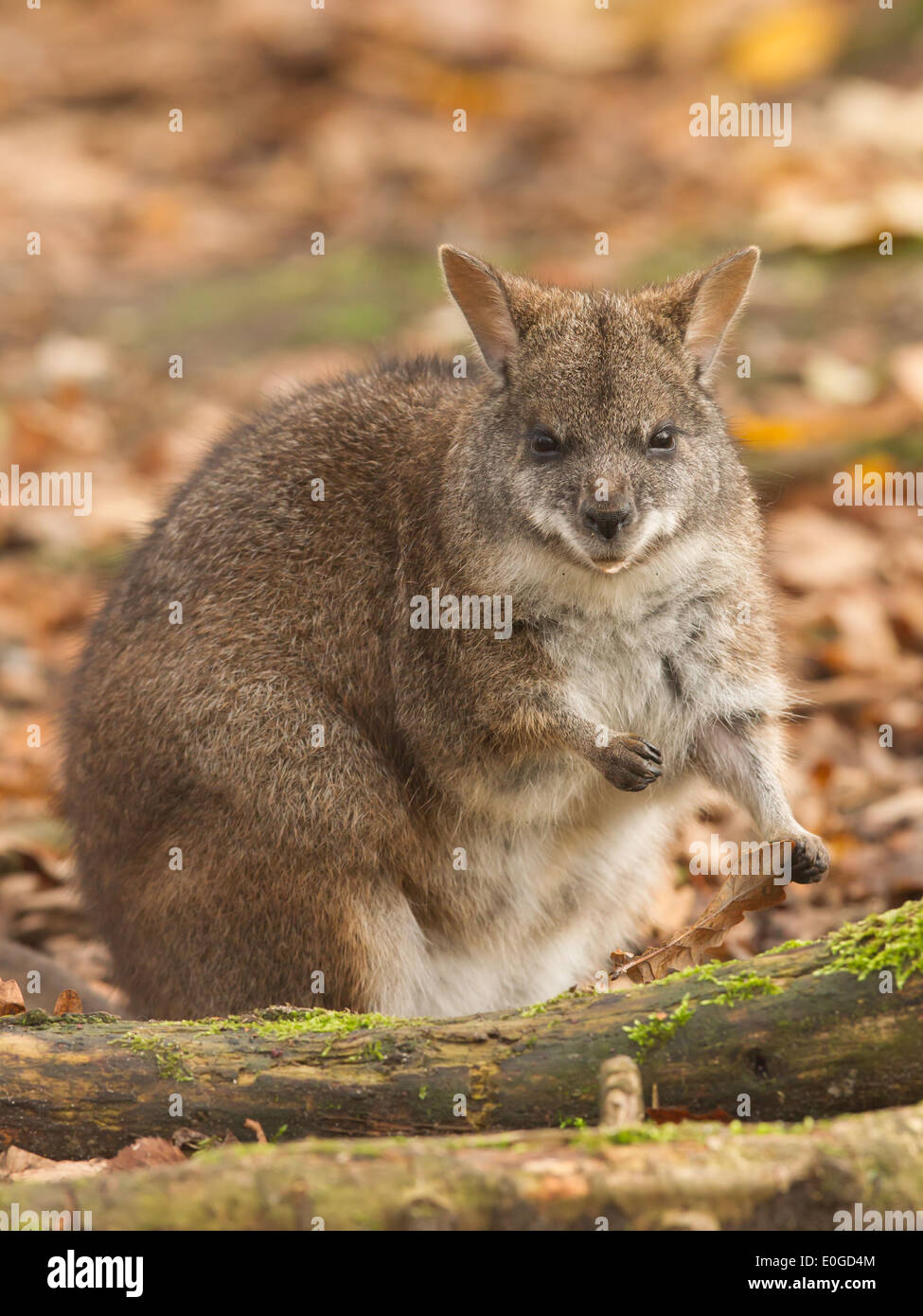 Parma wallaby baby in pouch hi-res stock photography and images - Alamy