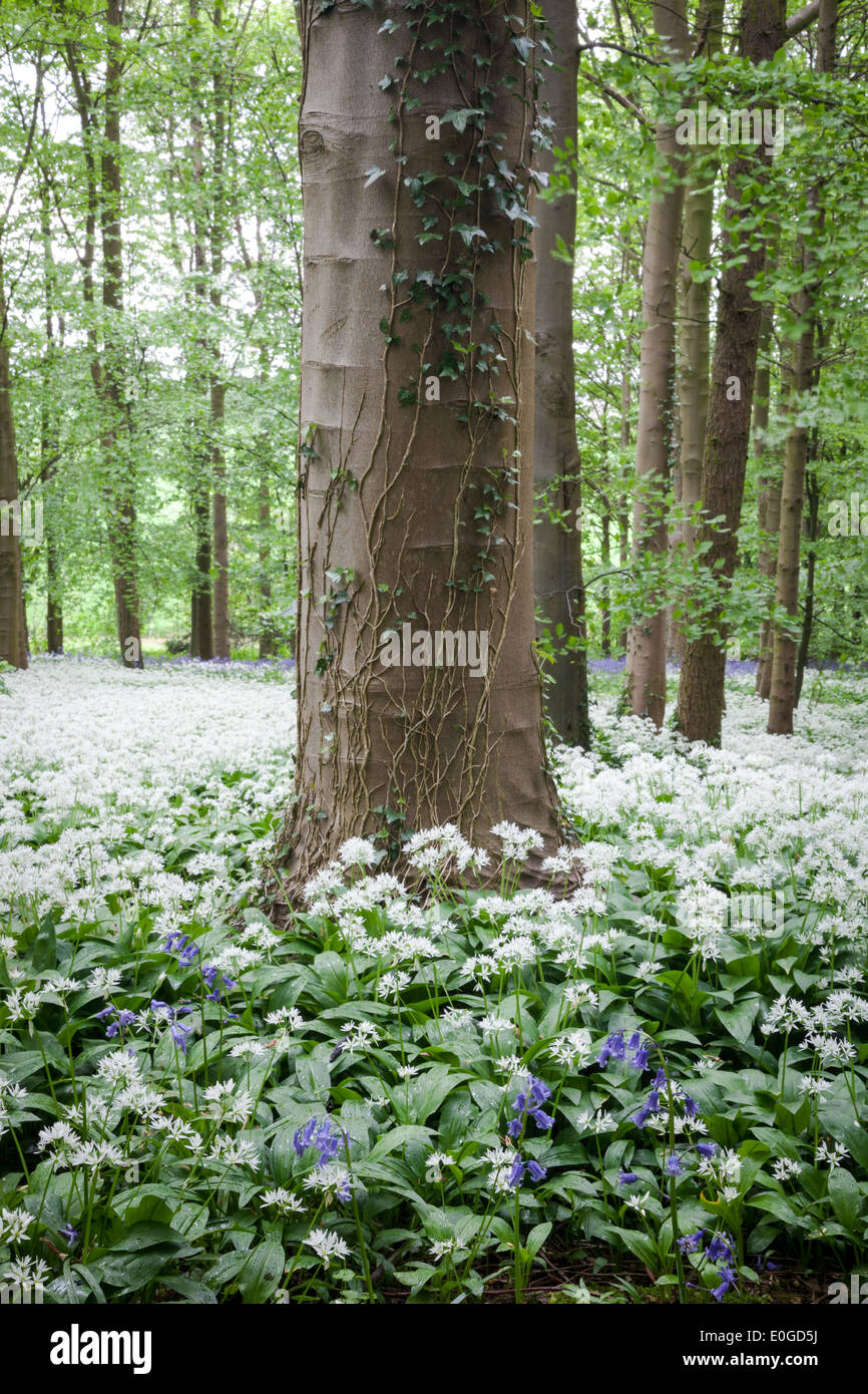 Wood with wild garlic flowers and ivy Stock Photo - Alamy