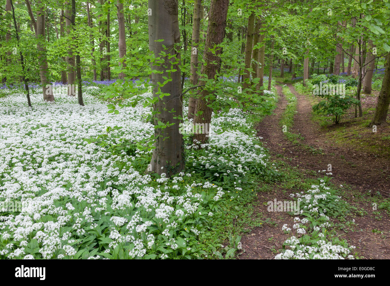 Garlic tree hi-res stock photography and images - Alamy