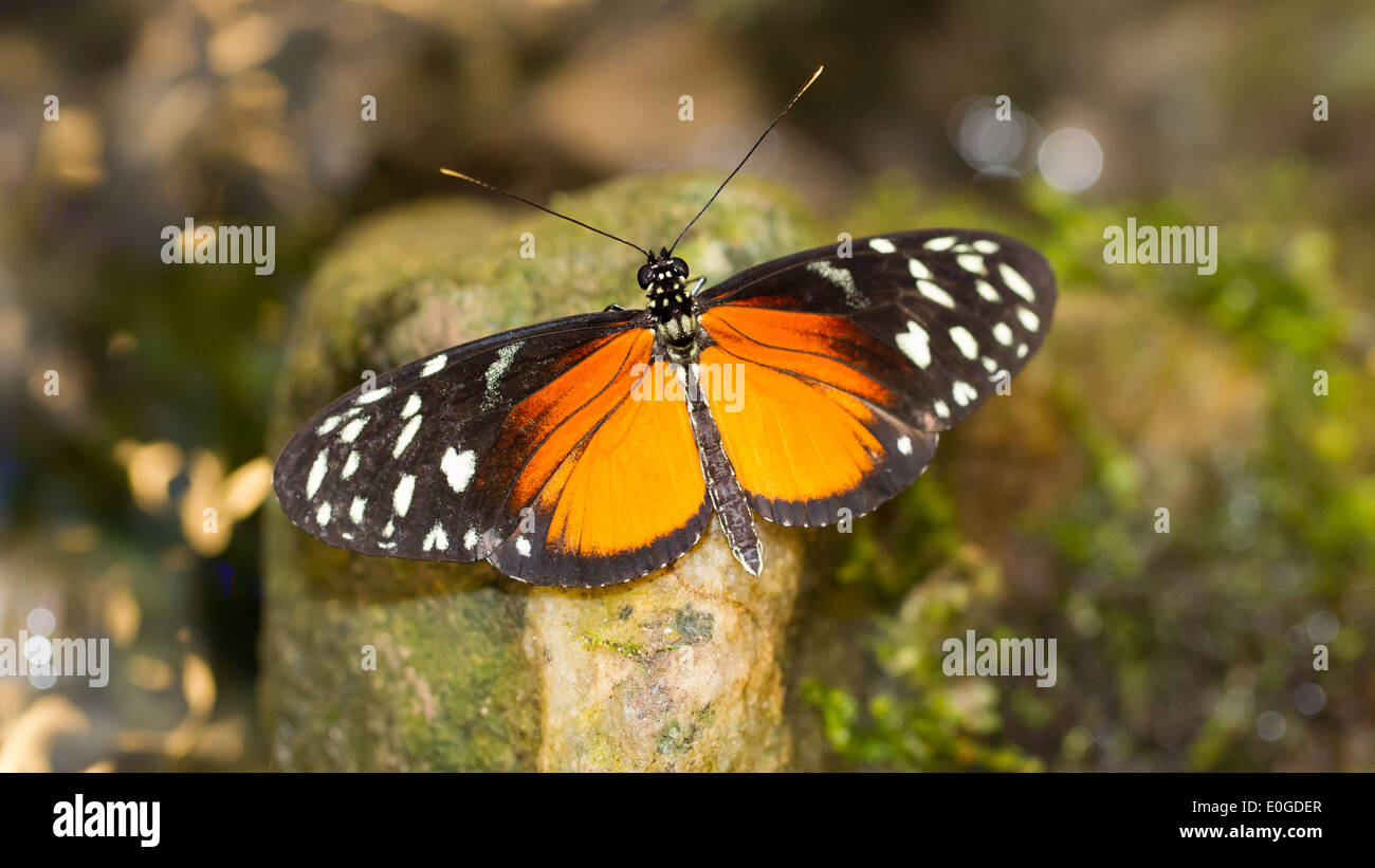 Golden helicon hi-res stock photography and images - Alamy