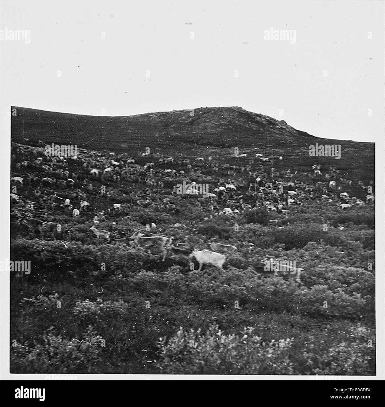 A photograph of a reindeer herd at midnight during World War II ...