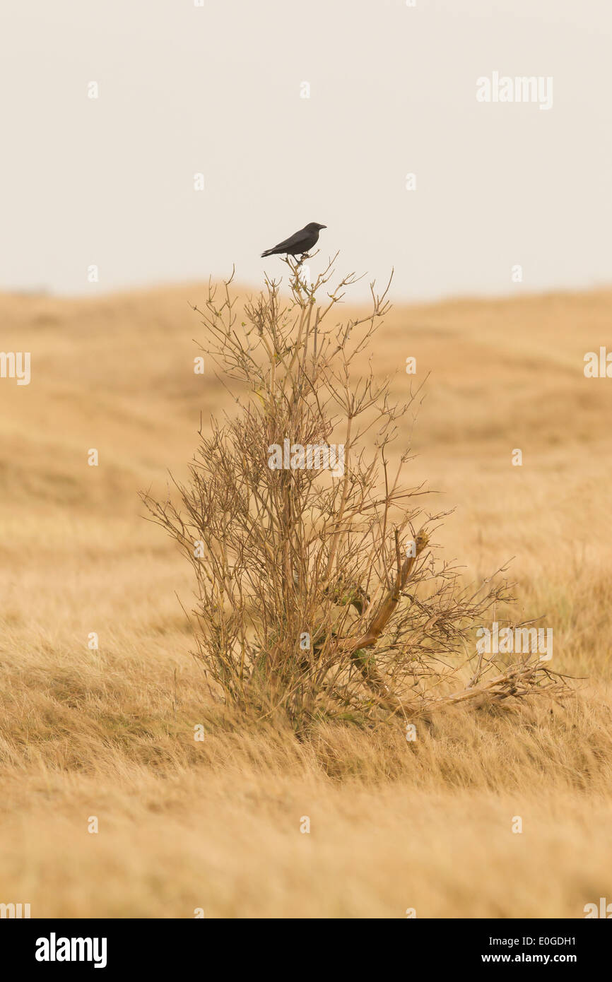 Crow sitting on a branch hi-res stock photography and images - Alamy